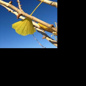 Ginkgo has much to offer | Kelly R. Jackson | Kentucky New Era
