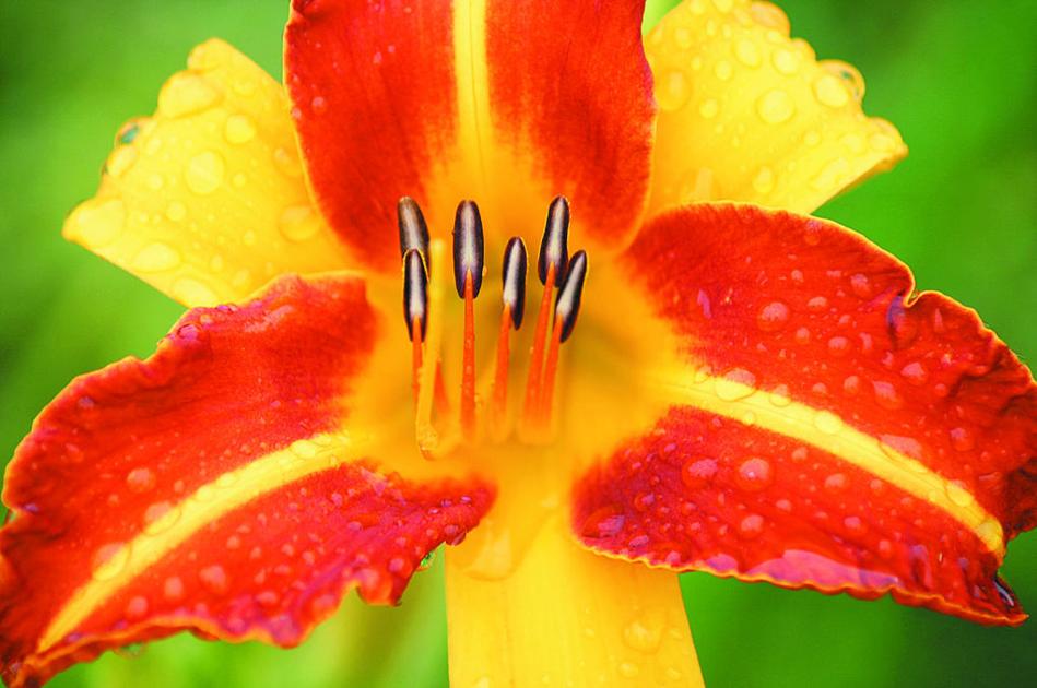 Dividing iris, daylilies to help them to establish roots | Living ...