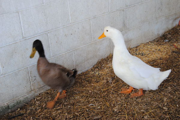 Sassy duck leader of the pack | Living | Kentucky New Era