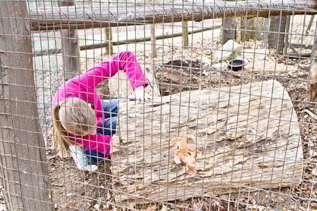 LBL kicks off season with groundhog fun | Living | Kentucky New Era