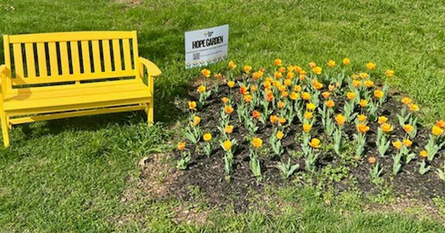 Yellow Tulip Project takes root in Nelson County | State | Kentucky New Era