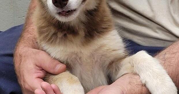 Pets of the Week | News | Kentucky New Era