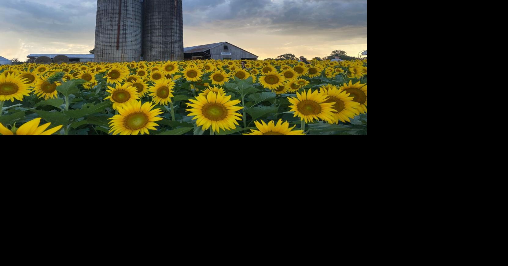 Kentucky's largest sunflower maze now open in Simpson County | Living ...