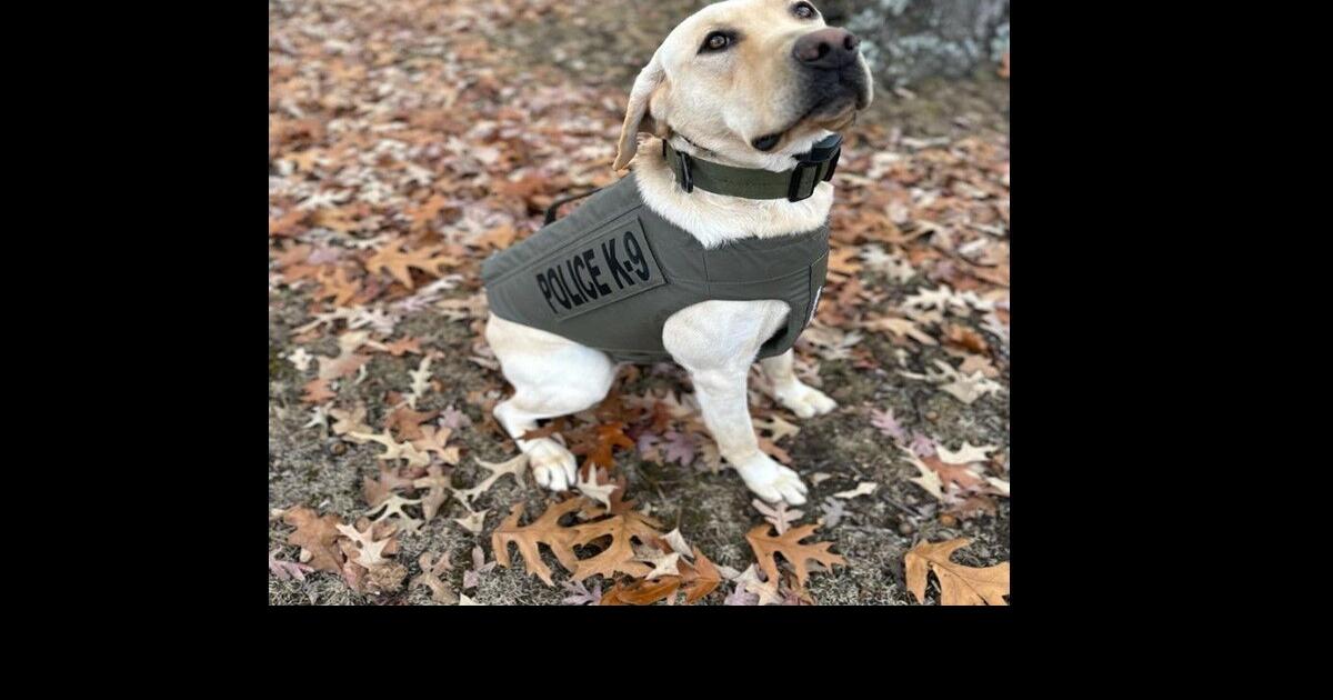 Fish, Wildlife K9 received body armor donation | News | Kentucky New Era