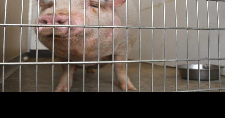 Pet pig faces euthanasia after bite report | AP /KPNS | Kentucky New Era