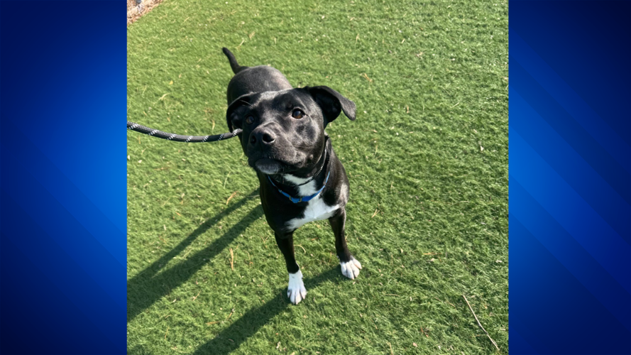 Pet of the Week: Meet Lil’ Chase! This fun-loving pup is the perfect ...