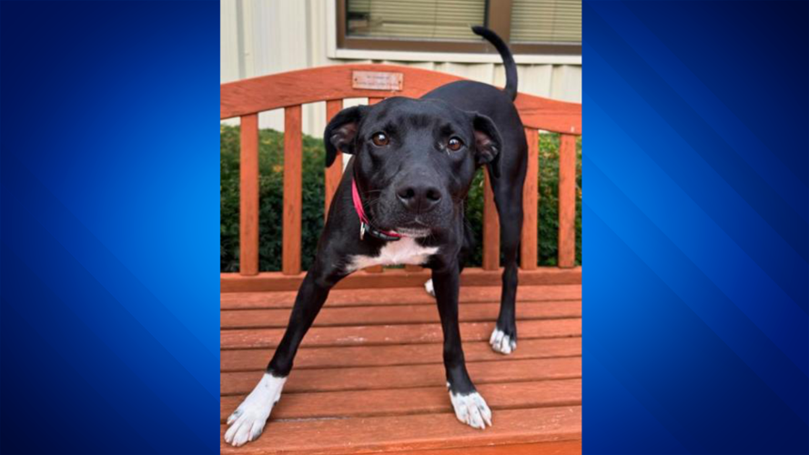 Pet of the Week: Meet Lil’ Chase! This fun-loving pup is the perfect ...