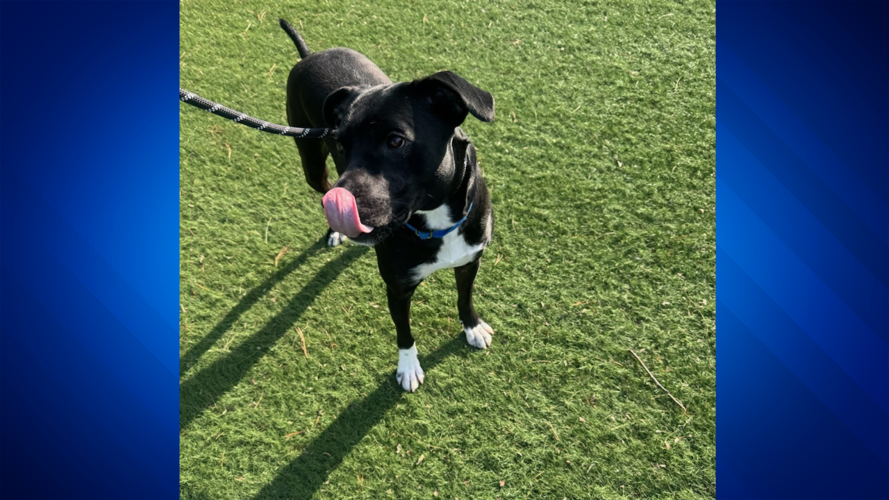 Pet of the Week: Meet Lil’ Chase! This fun-loving pup is the perfect ...