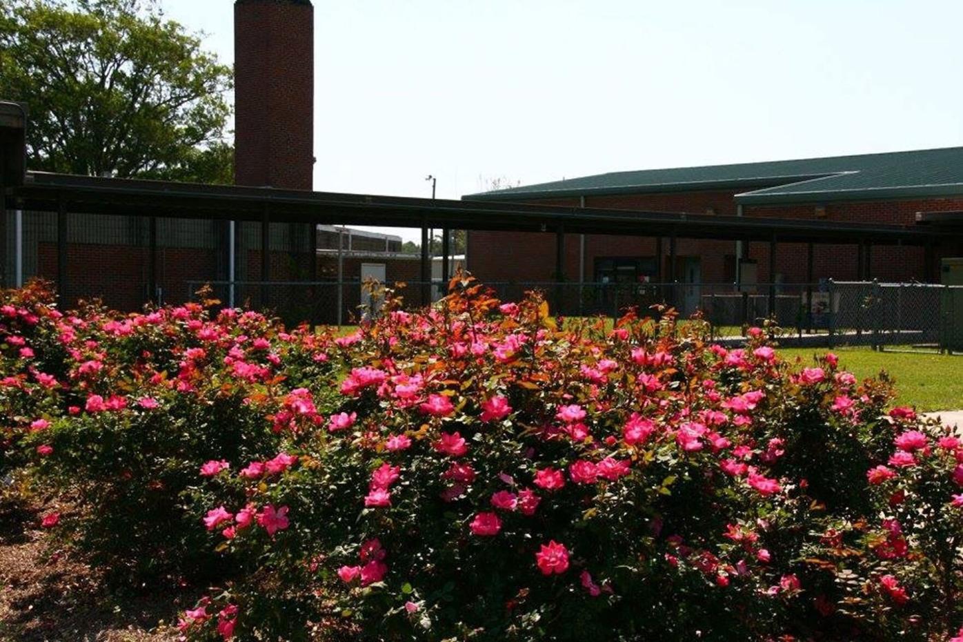 Pink HIll gets ready to blossom | Local News | kinston.com