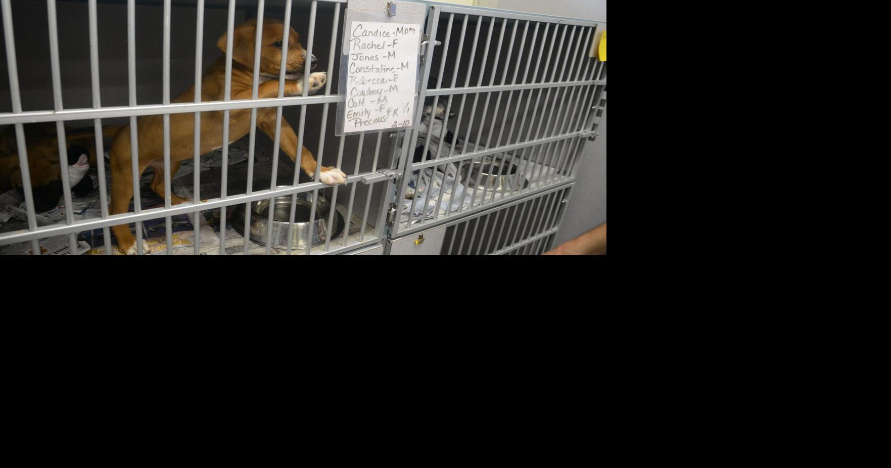 What is the purpose of the SPCA and where does funding come from ...