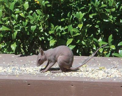Hairless squirrel in Craven continues to entertain, amaze | Local News ...
