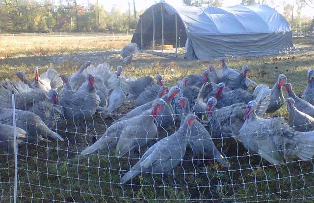 Free-range turkeys | Local News | kinston.com