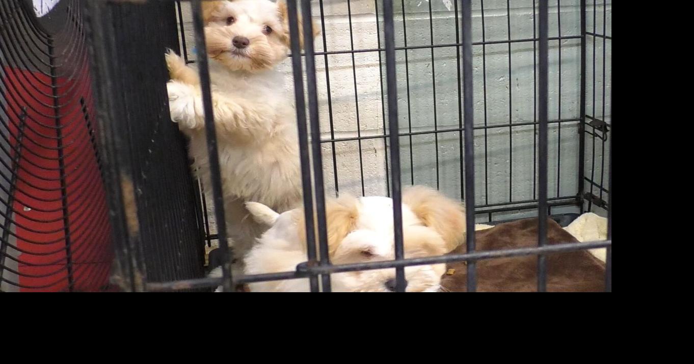 Northeast Arkansas reaches out after 50 animals rescued from puppy mill ...
