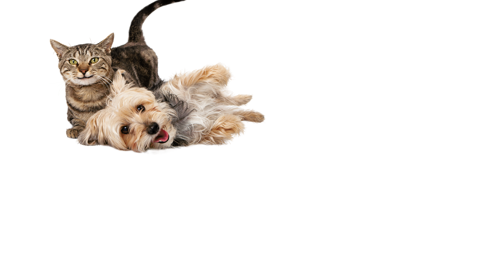 Jonesboro Animal Control, NAFA Rescue team up for another vaccination ...