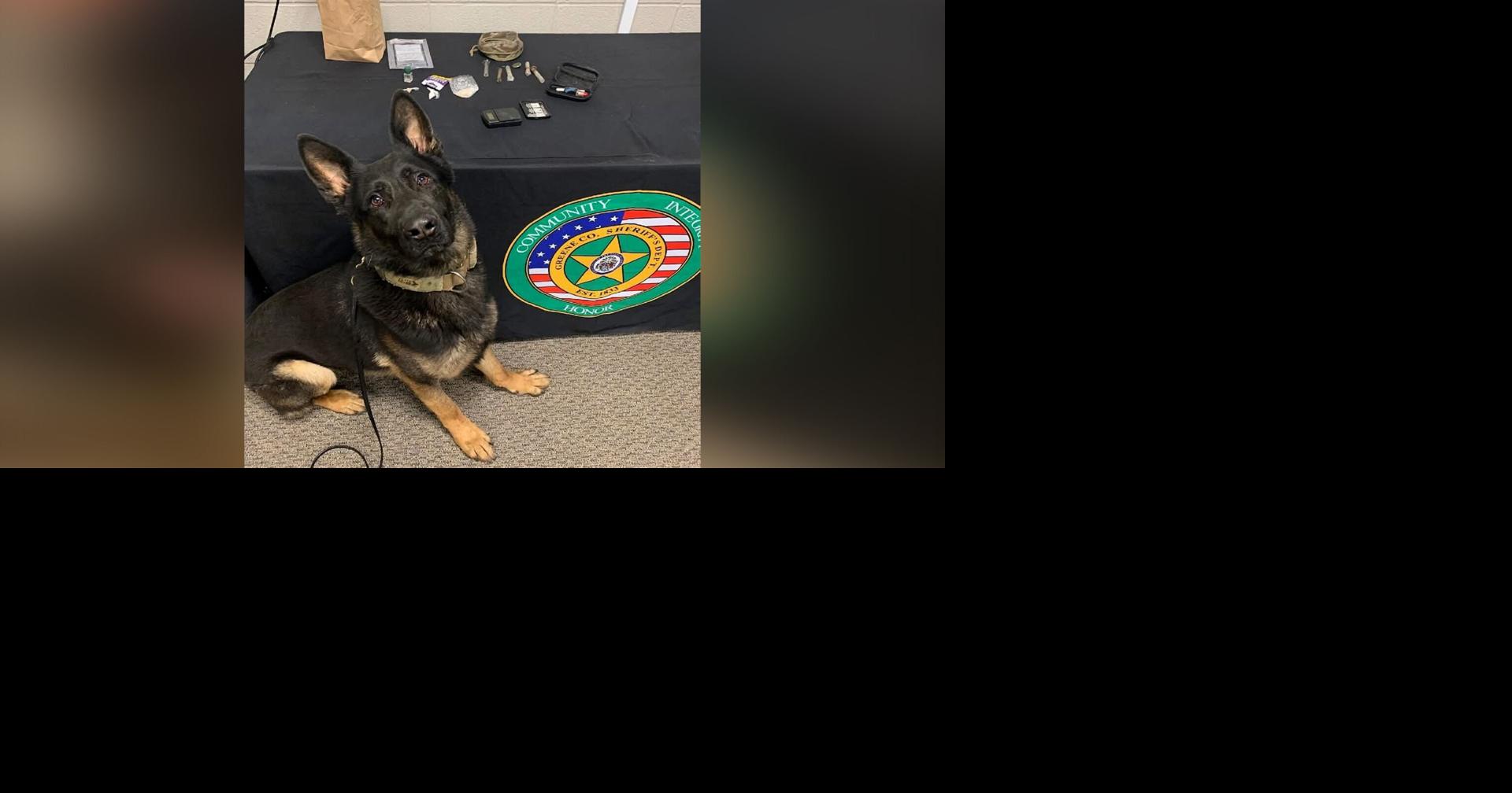 Greene County to honor retired K-9 Bane with memorial after tragic loss ...
