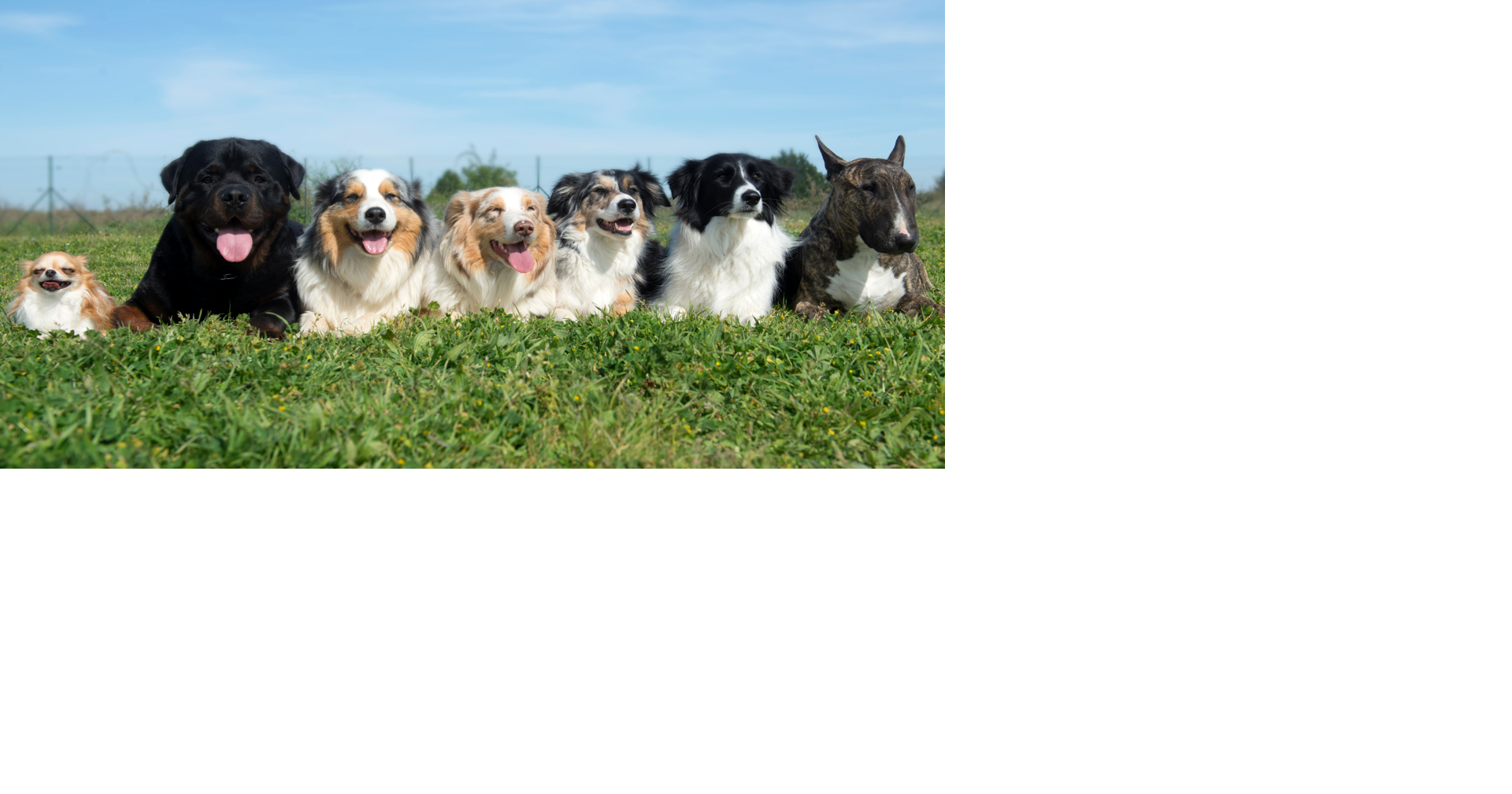 Panera, Arkansas Pet Savers partner to raise fund for dogs in need ...