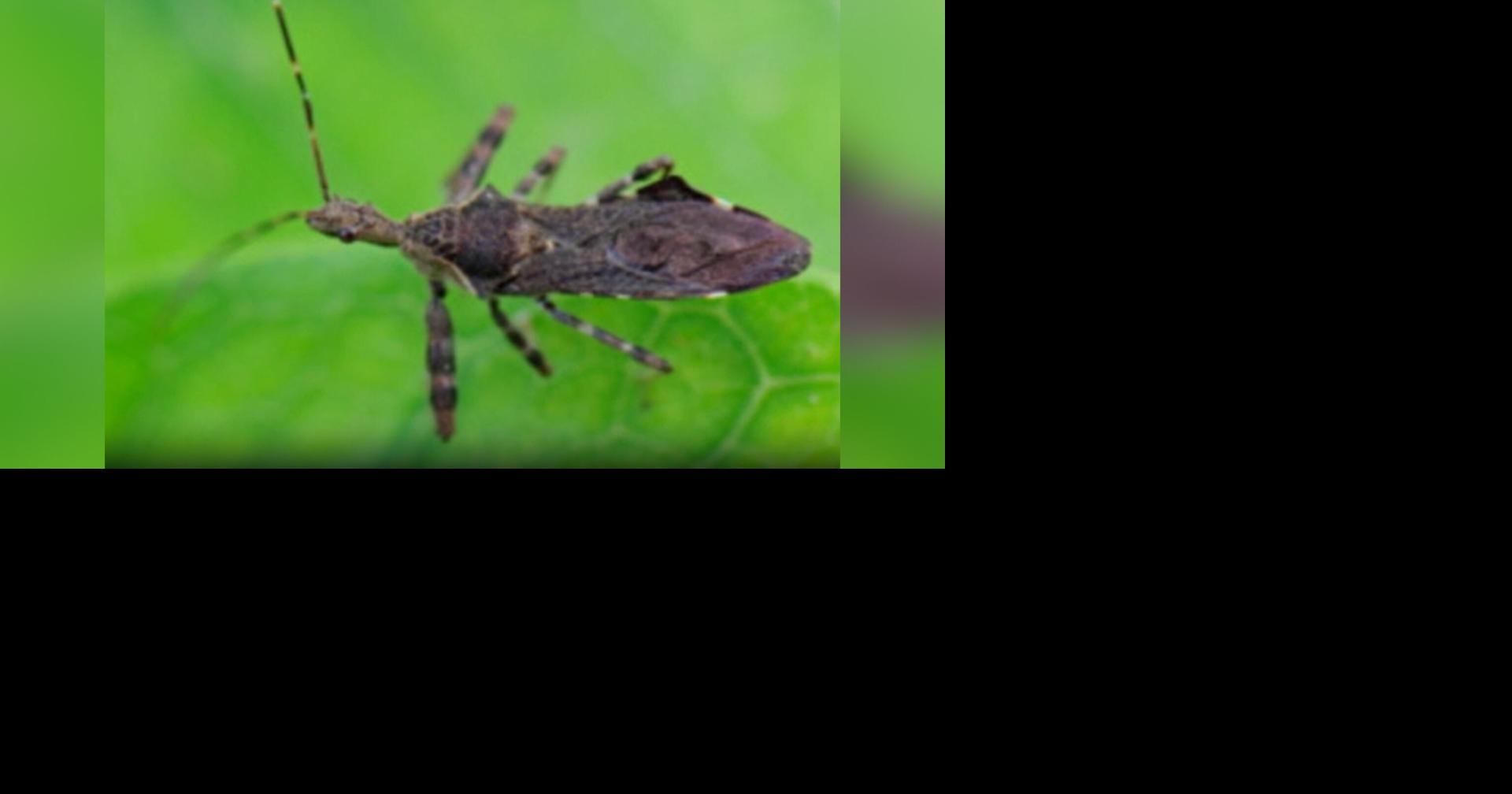Arkansas experts warn about 'kissing bug' health risks | Local & State ...