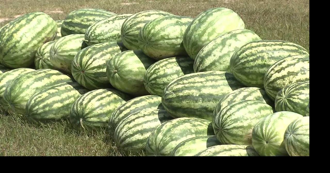 Local Watermelons Now Available in Washington Parish | Local News ...