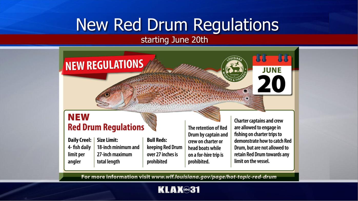 red drum limit