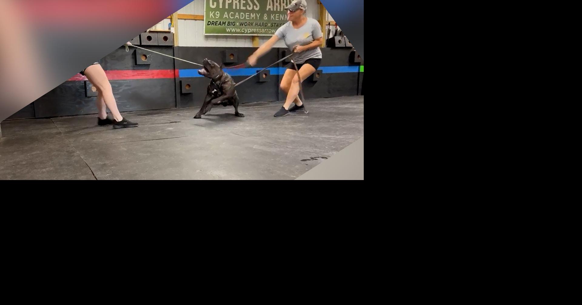 Alleged Animal Cruelty at the Cypress Arrow Cane Corso Training ...