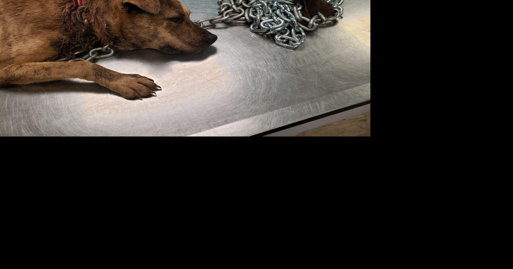 Subject Charged with Aggravated Cruelty to Animals | Local News | klax ...