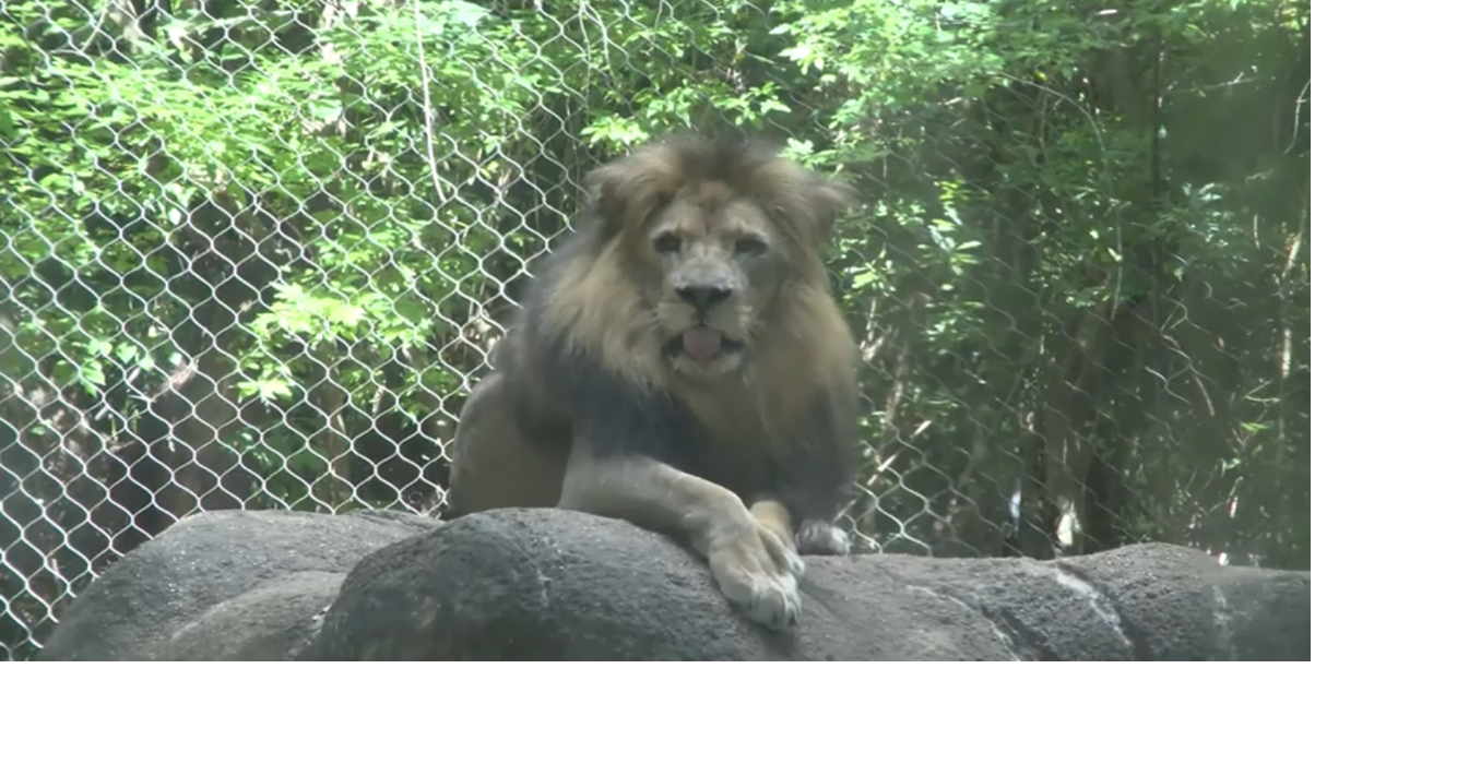 Stroller Safari at the Alexandria Zoo Educates Children on Animals of ...