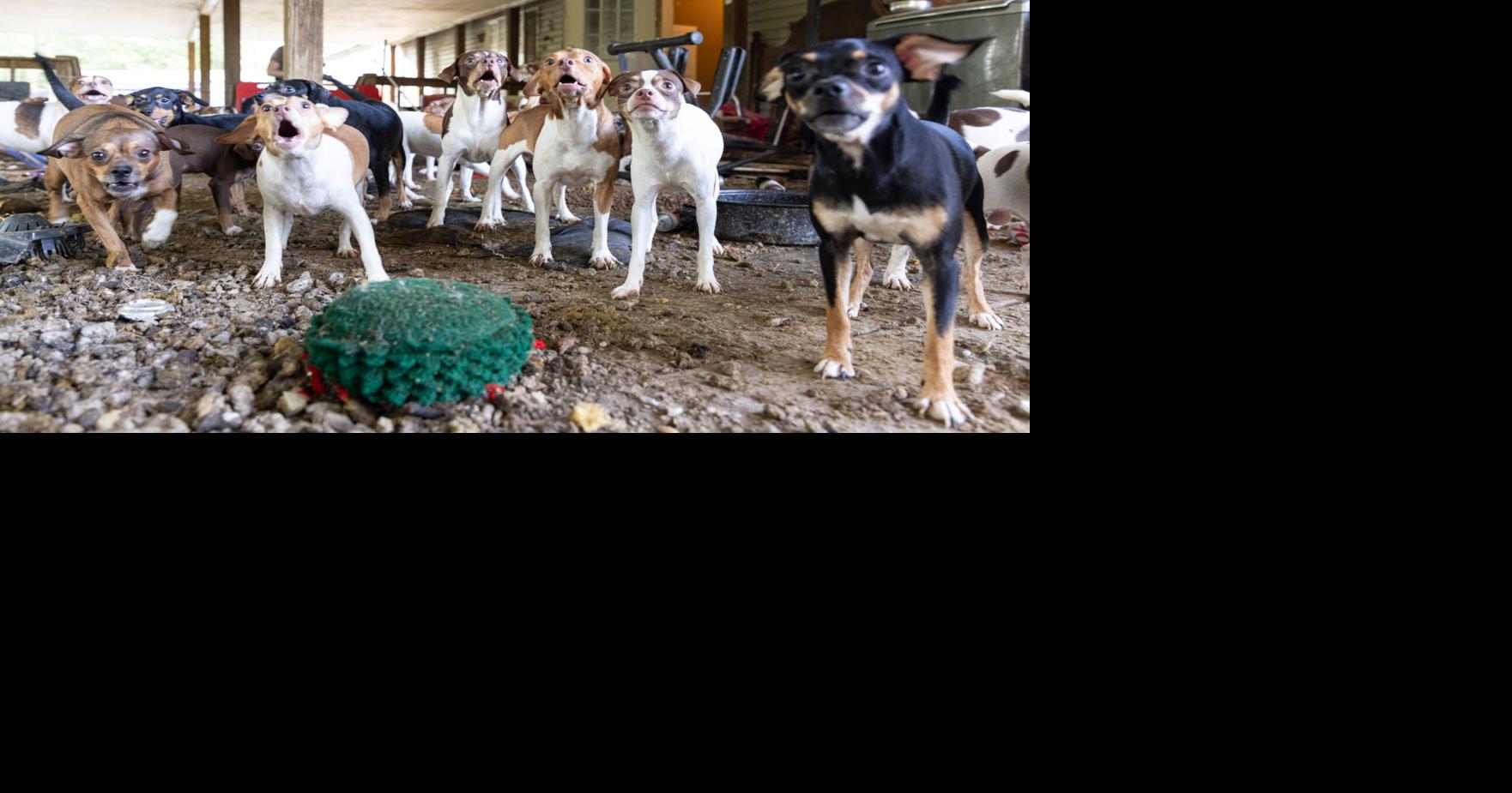 ASPCA Assists Natchitoches Parish Sheriff’s Office with Rescue of Over ...