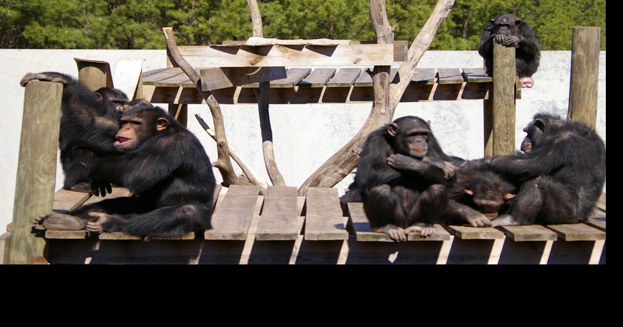 Chimp Haven Opens Its Doors for Rare Public Visit This Spring | News ...
