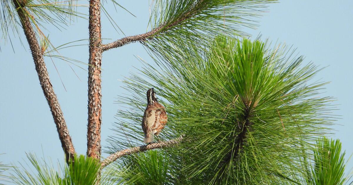 New Central Louisiana Quail Forever Chapter Combines Education and ...