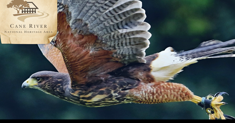 Birds of Prey Show and Tell June 16th | Local News | klax-tv.com