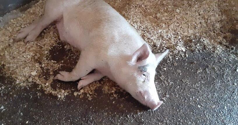 Popular Pig Enjoys Life in the Country | Local News | klax-tv.com