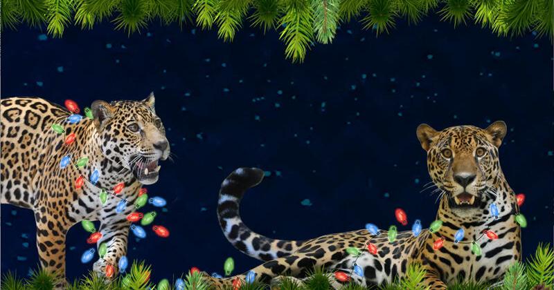 Alexandria Zoo is Lighting Up the Season | Local News | klax-tv.com