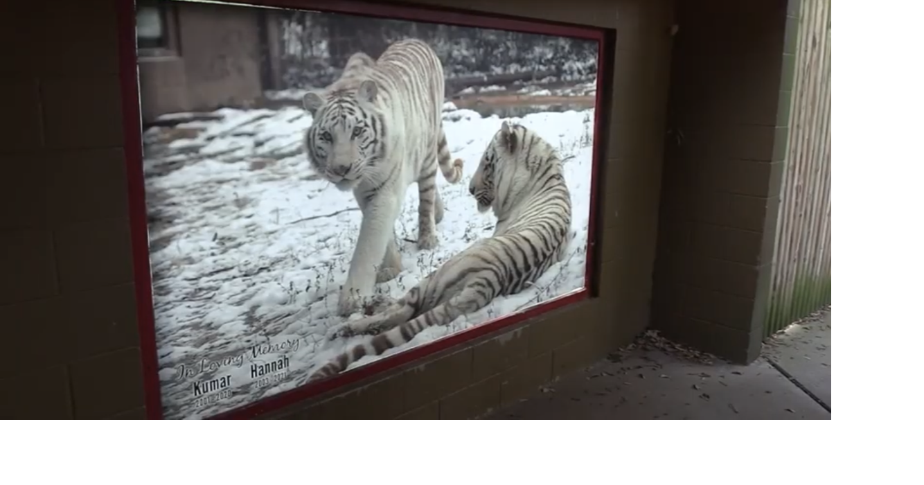 Alexandria Zoo Honors Beloved Tigers | Local News | klax-tv.com