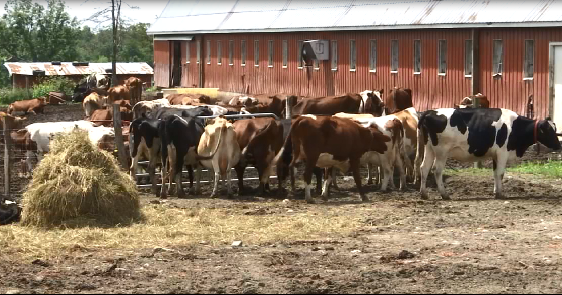 LDAF says livestock and pet owners need to make storm preparations now ...