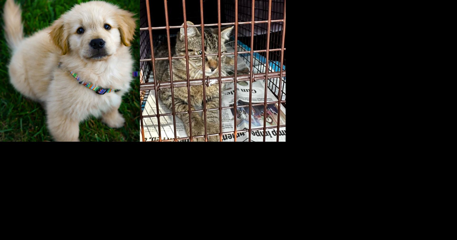 Pet Overpopulation Advisory Council Distributes $24,000 to 26 humane ...