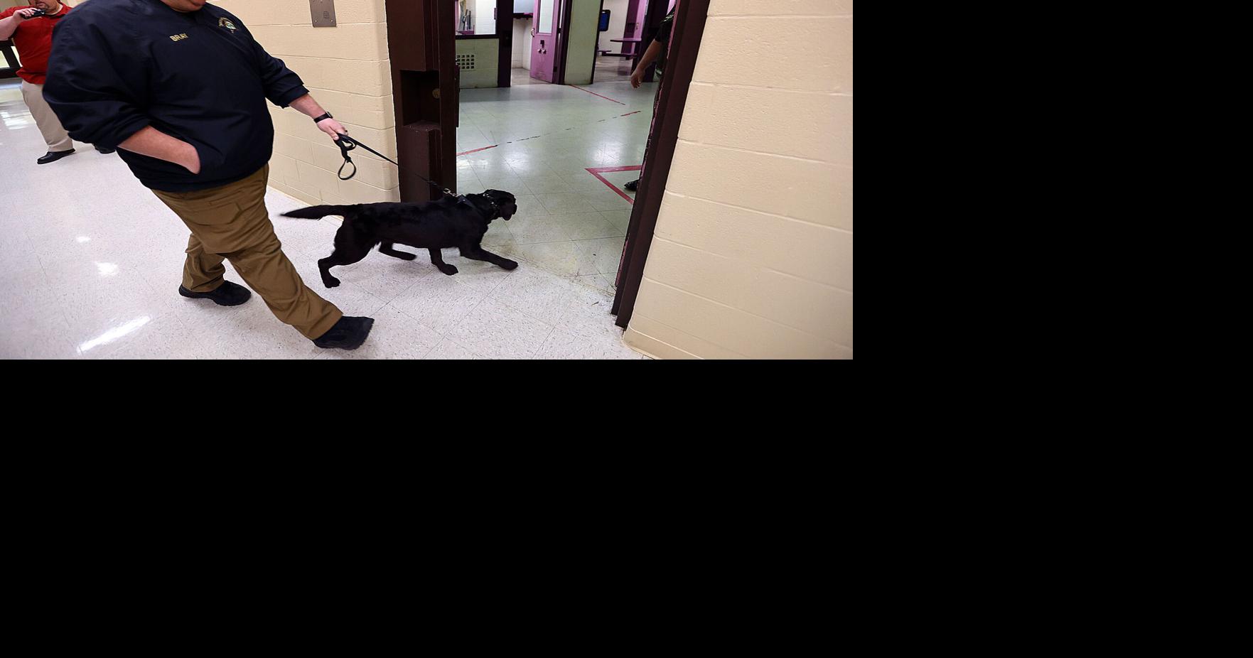 Sheriff's department introduces newest K-9 | News | kokomotribune.com