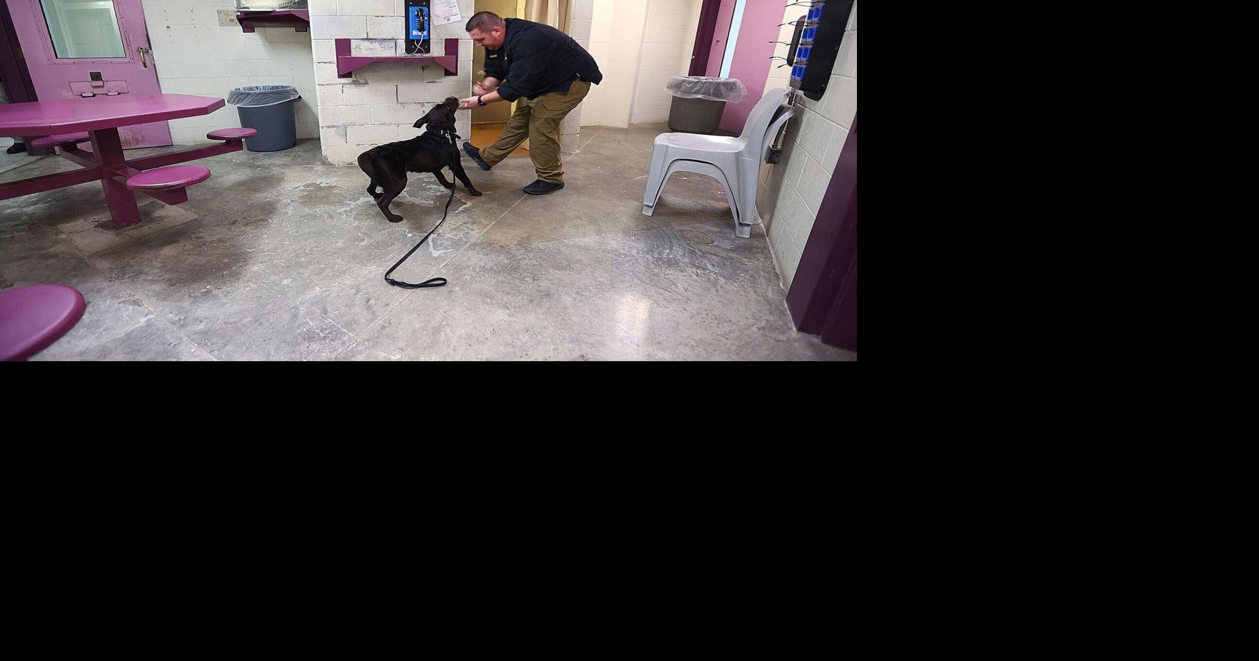 PROGRESS: Meet Sadie, the Howard County jail's newest drug K-9 | News ...