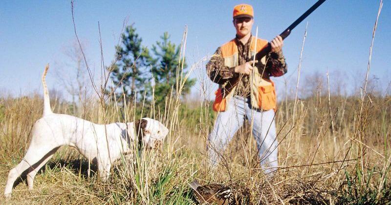 MARTINO: Indiana quail hunting largely gone | Sports | kokomotribune.com