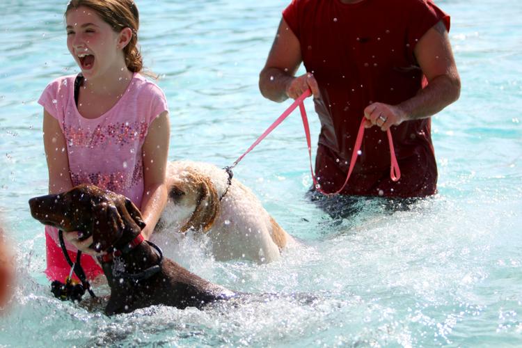 Pooches in the Pool draws big crowd to close out Kokomo Beach season ...