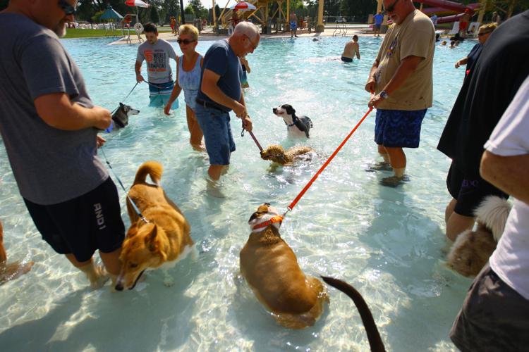 Pooches in the Pool draws big crowd to close out Kokomo Beach season ...