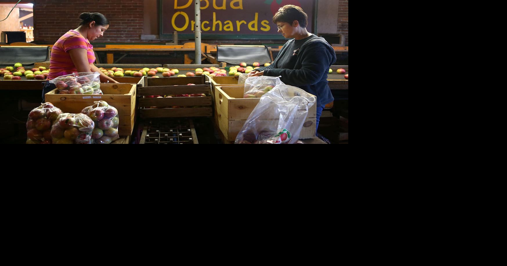 Doud Orchard is looking for the next apple superstar | News ...