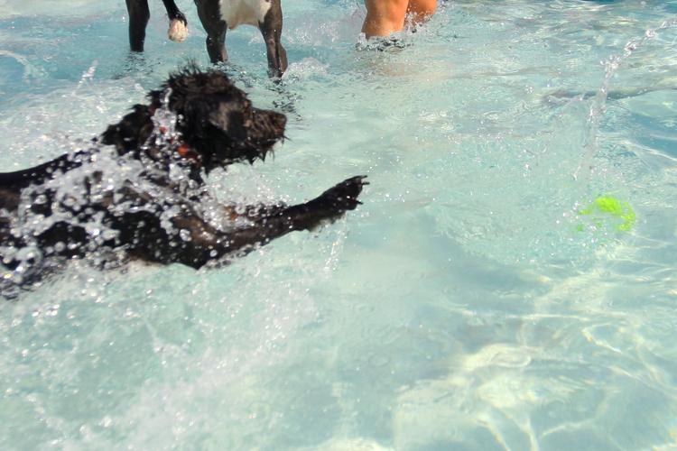 Pooches in the Pool draws big crowd to close out Kokomo Beach season ...