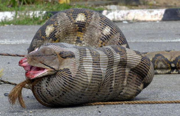 PICTURE: Snake swallows pregnant ewe | | kokomotribune.com