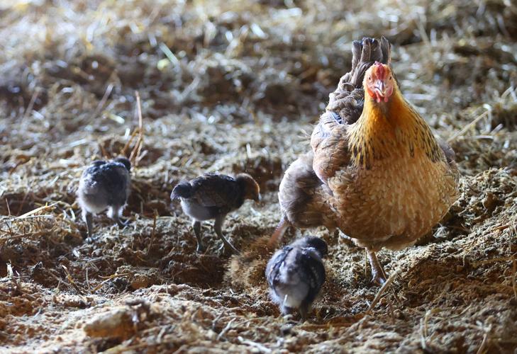 Farming the future: Hannah family uses 112-year-old farm to teach youth ...
