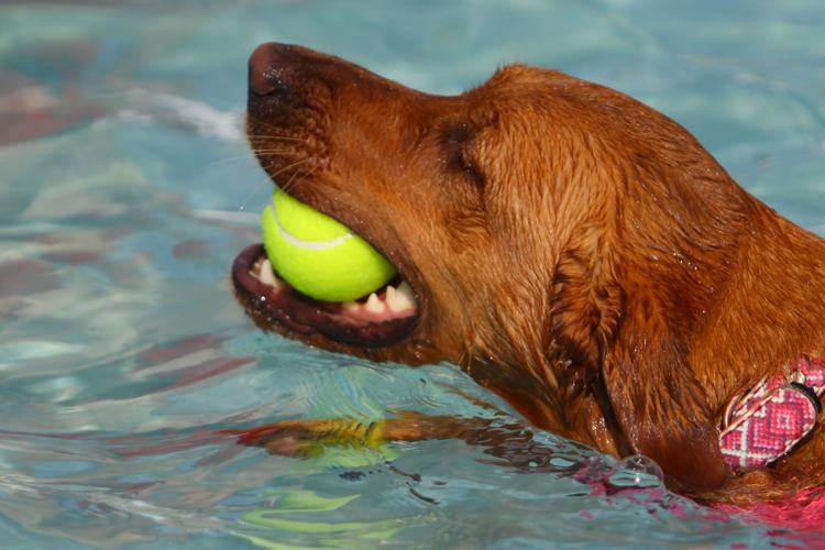 Pooches in the Pool draws big crowd to close out Kokomo Beach season ...