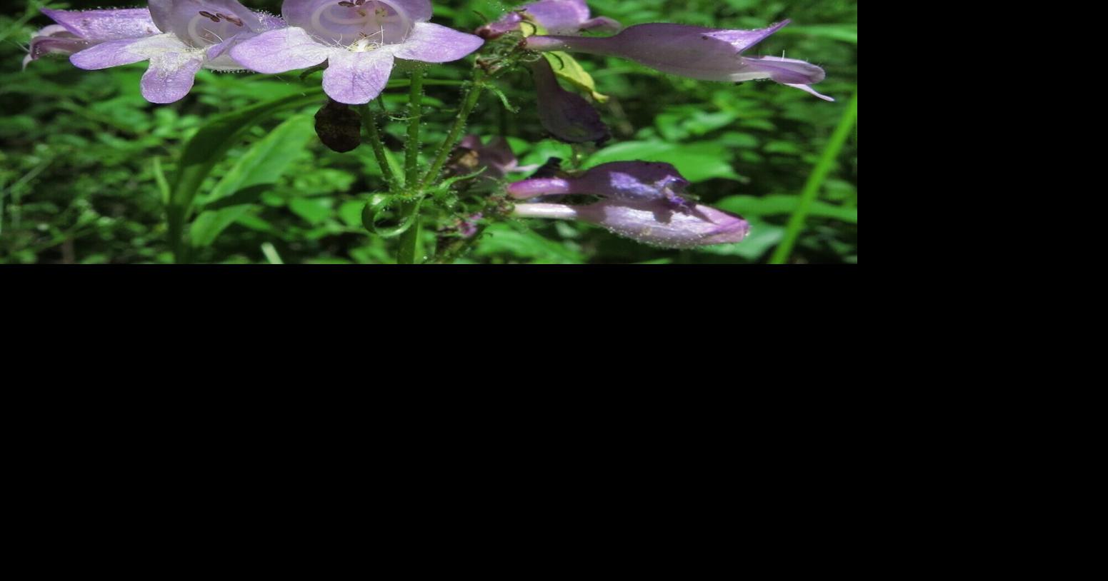 On Nature column: Beardtongues fill a flowering gap in deciduous ...