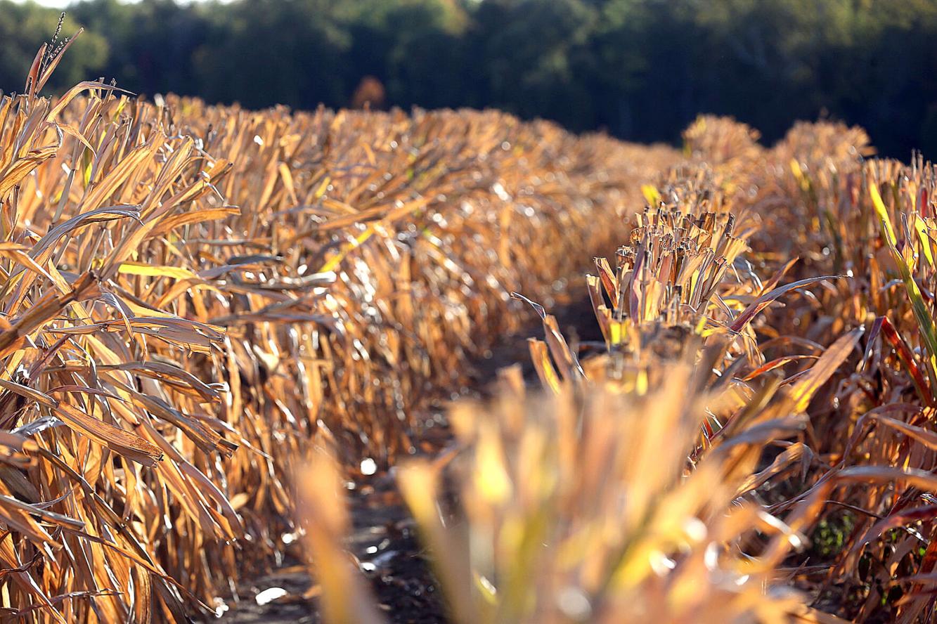 Spencer Durham: Why do farmers chop off the top part of corn stalks ...
