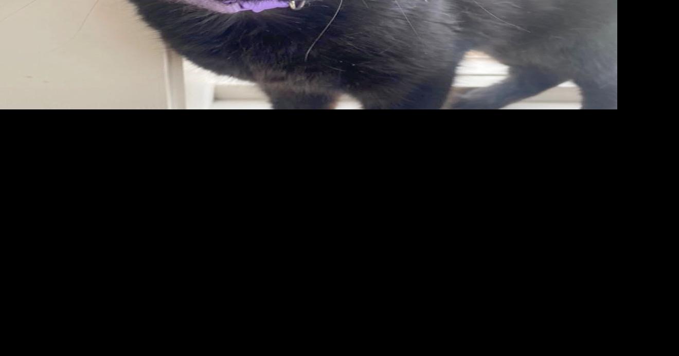 Pet of the week, June 28, 2024 | News | kokomotribune.com