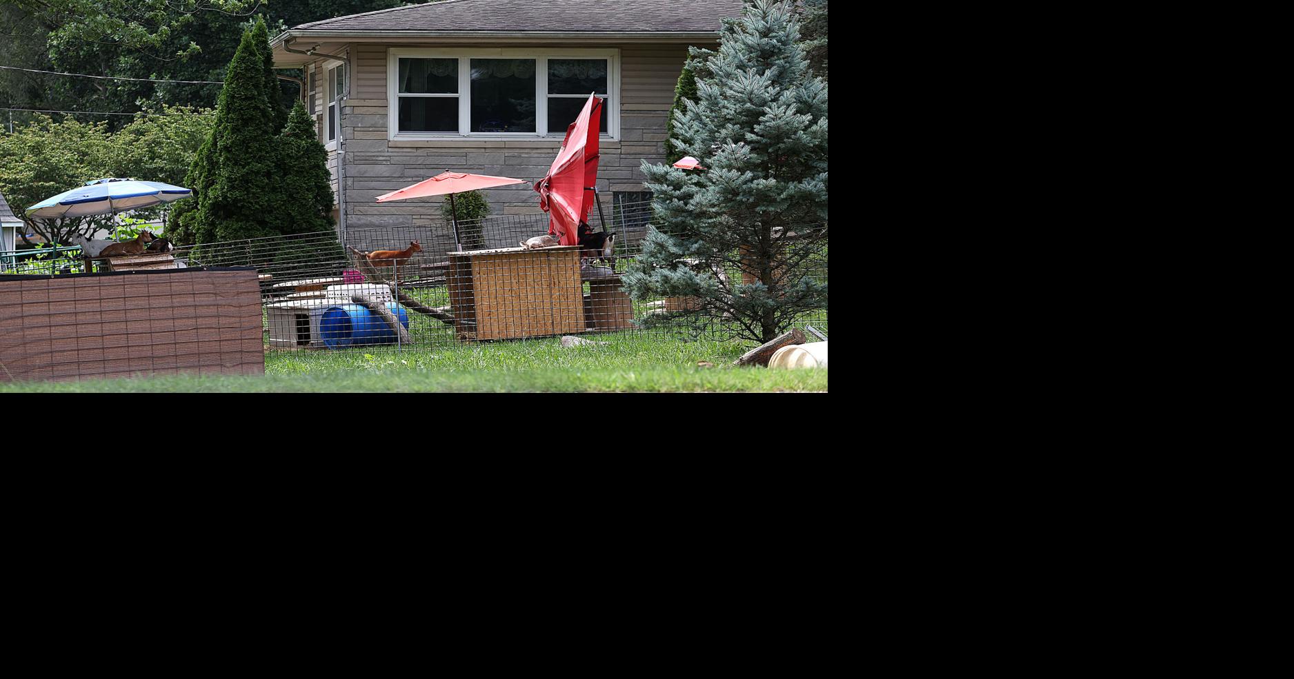 Judge orders farm animals must be removed from county property | Local ...