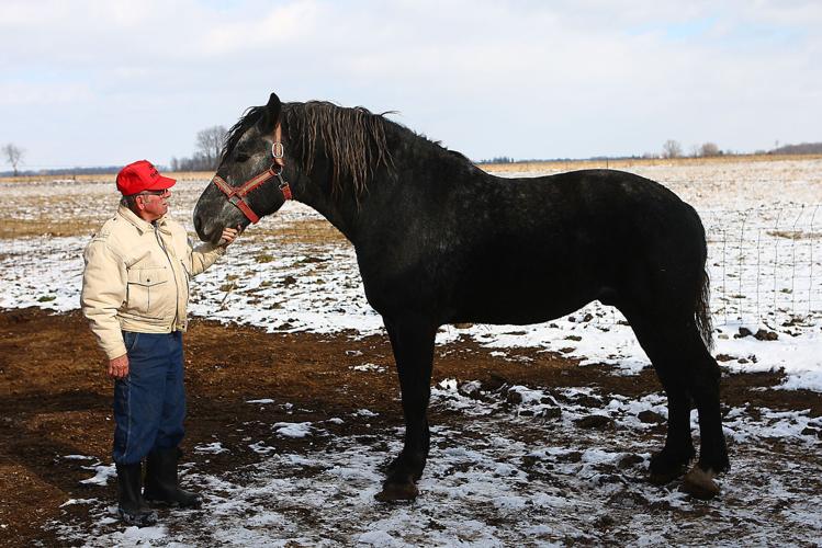 The horse hall of fame | News | kokomotribune.com